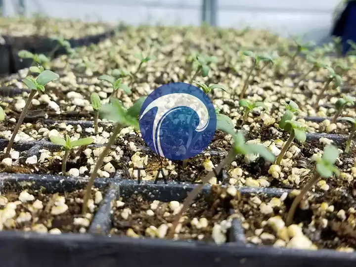 A Practical Guide of Nursery Seeding Process Manage