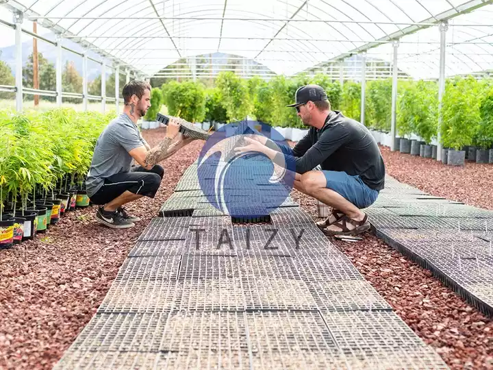 Healthy Root System is the Key to Plant Nursery